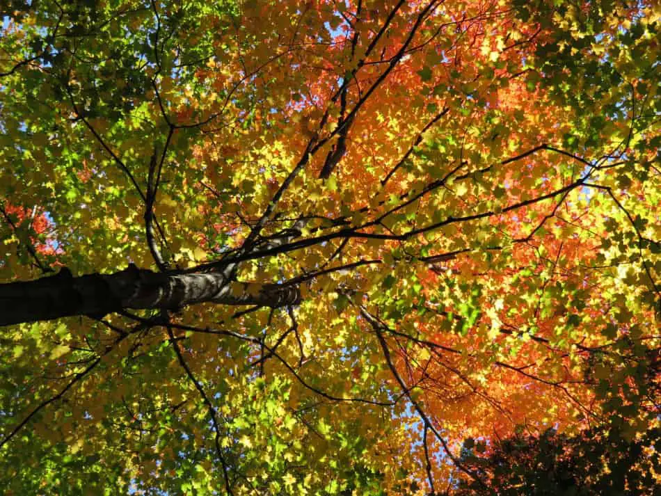 Maple Trees in Idaho: A Comprehensive Guide – AllAboutMapleTrees.com