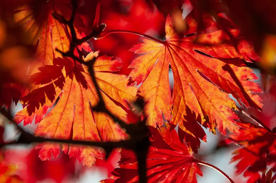 Maple Trees in Illinois: A Comprehensive Guide – AllAboutMapleTrees.com