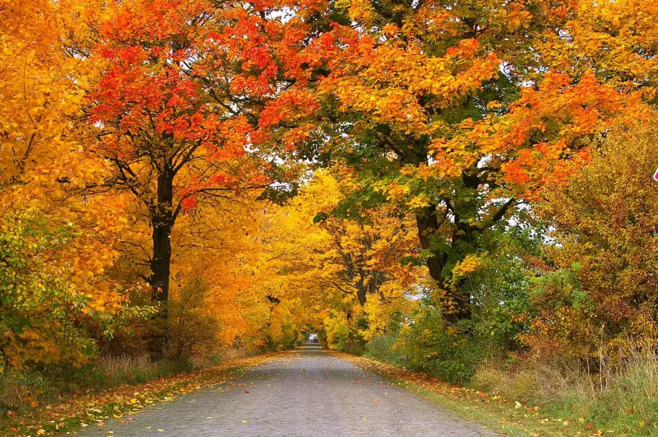 Maple Trees in Kansas: A Comprehensive Guide – AllAboutMapleTrees.com