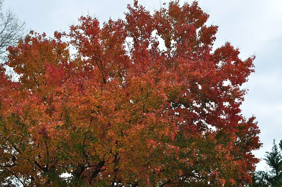 Common Maple Tree Diseases in Alabama – AllAboutMapleTrees.com