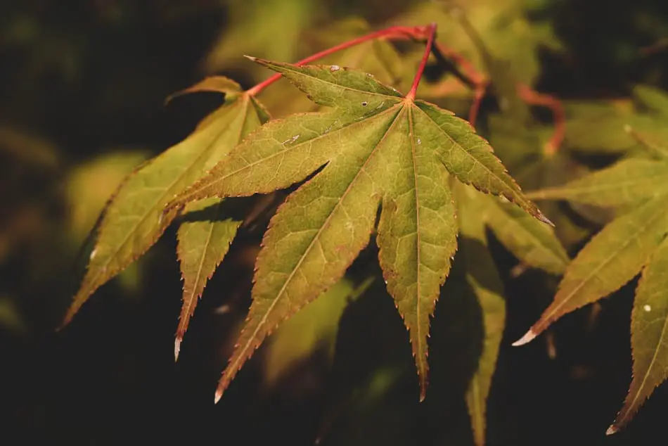 Maple Trees In New Mexico: A Comprehensive Guide – AllAboutMapleTrees.com