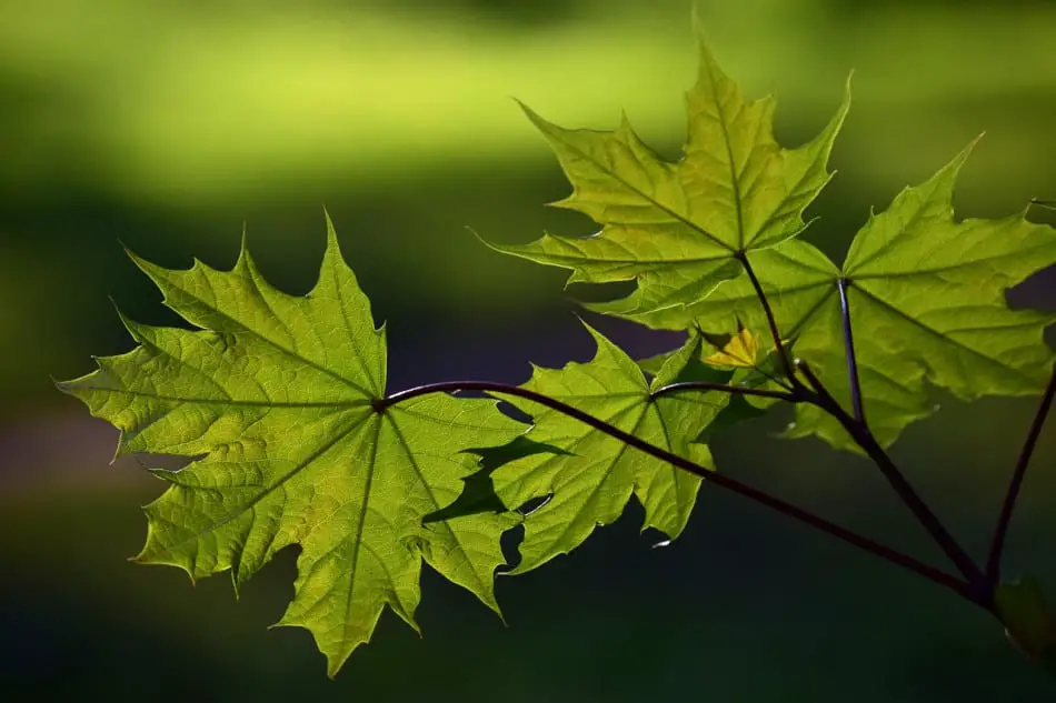 Maple Trees in Pennsylvania: Comprehensive Guide – AllAboutMapleTrees.com