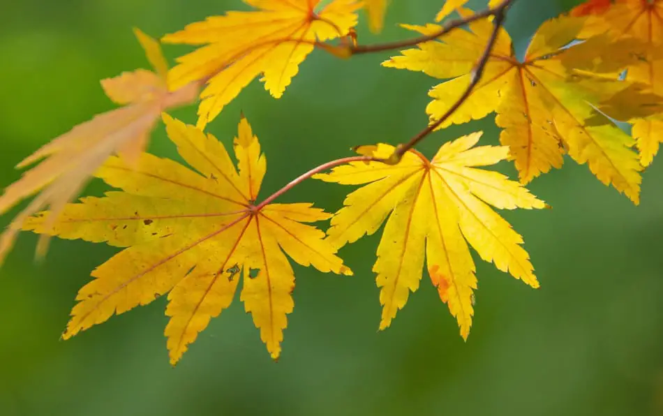 Maple Trees in Maine: A Comprehensive Guide – AllAboutMapleTrees.com