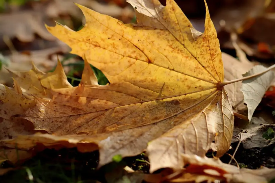 Norway Maple Problems: Important Info Before Planting ...